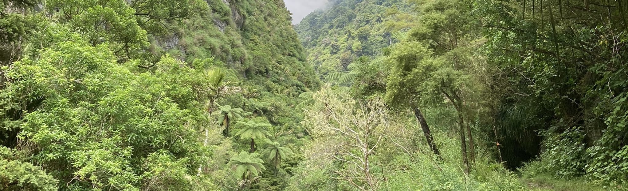 Rawhiti Cave Track [CLOSED]: 119 Reviews, 49 Photos, Map - Nelson ...