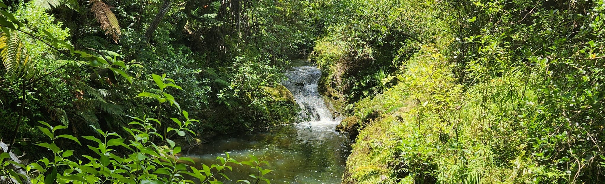 Burnside Reserve Walk, Auckland, New Zealand - 21 Reviews, Map | AllTrails