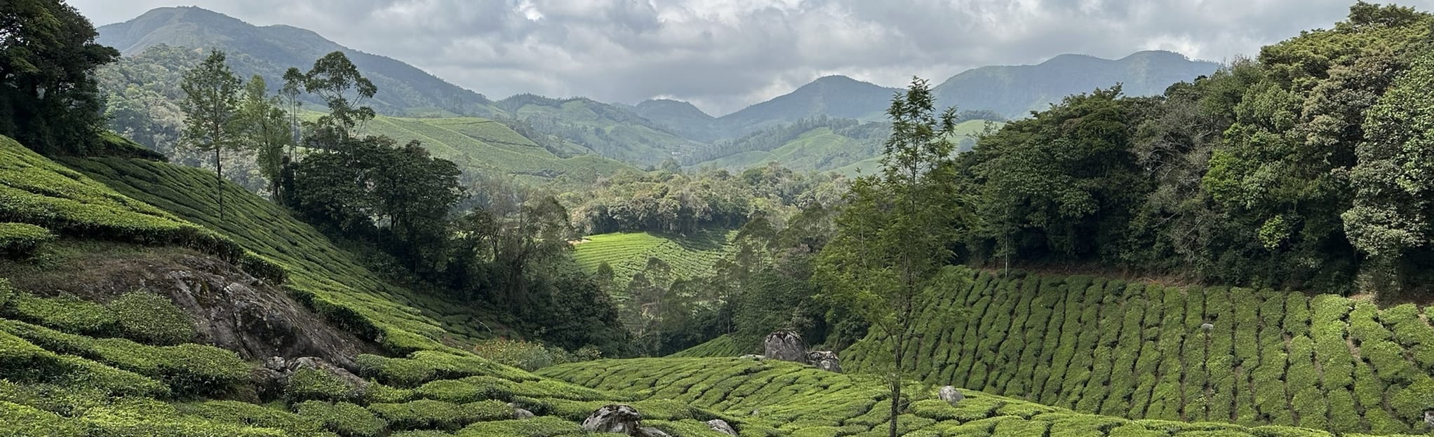 Letchmi Hills Trek - Old Munnar Tea Estate Trail [PRIVÉ-EIGENDOM]: 17 ...