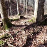 Tecumseh Trail, Indiana - 328 Reviews, Map | AllTrails