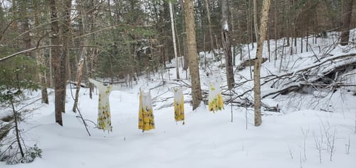 Best Hikes and Trails in Haliburton Forest and Wildlife Reserve | AllTrails