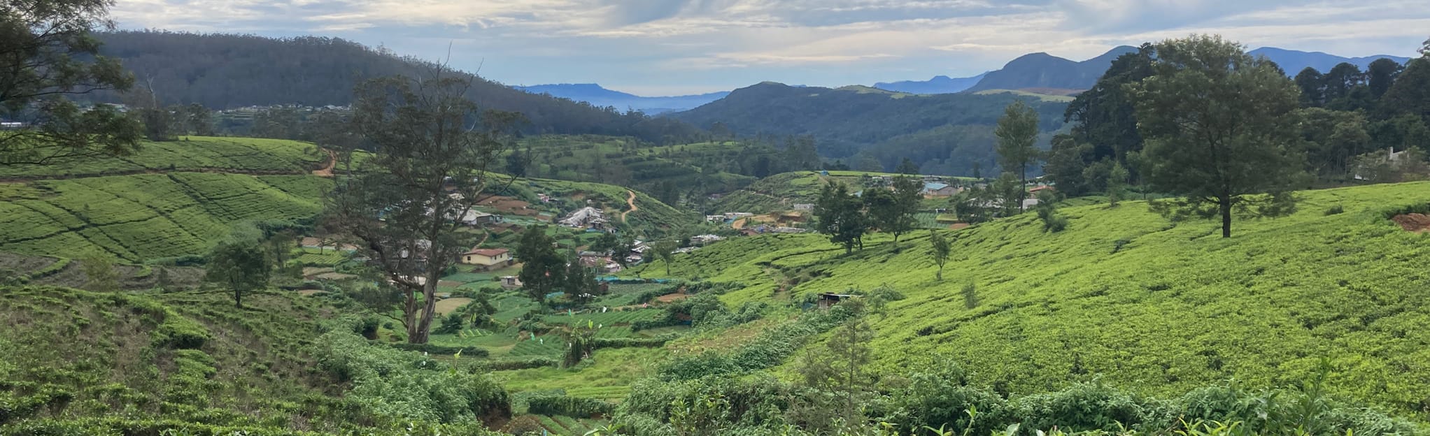 The Pekoe Trail Stage 22: Kandapola To Pedro - Official profile: 15 ...