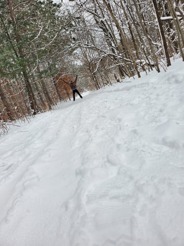 Best Hikes and Trails in Offield Family Working Forest Reserve | AllTrails