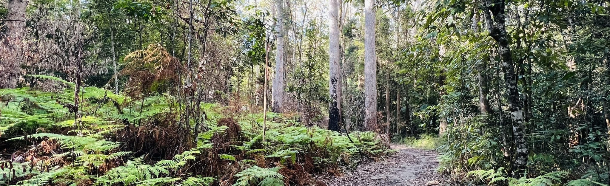 Mapleton Day Use Area to Pilularis Walk, Queensland, Australia - 6 ...