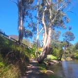 Warburton River Walk, Victoria, Australia - 209 Reviews, Map | AllTrails