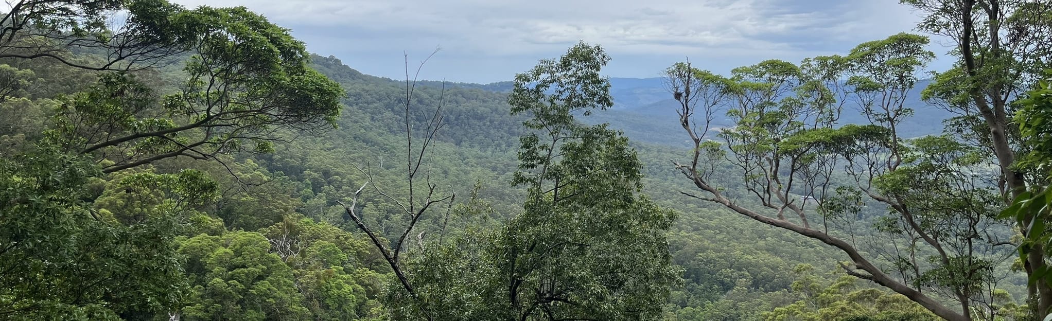 Witches Falls Circuit: 447 Reviews, Map - Queensland, Australia | AllTrails