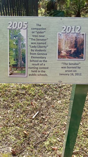 Best Hikes and Trails in Big Tree Park | AllTrails