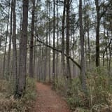 Palmetto Trail Swamp Fox Passage, South Carolina - 213 Reviews, Map ...