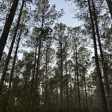 Palmetto Trail Swamp Fox Passage, South Carolina - 213 Reviews, Map ...