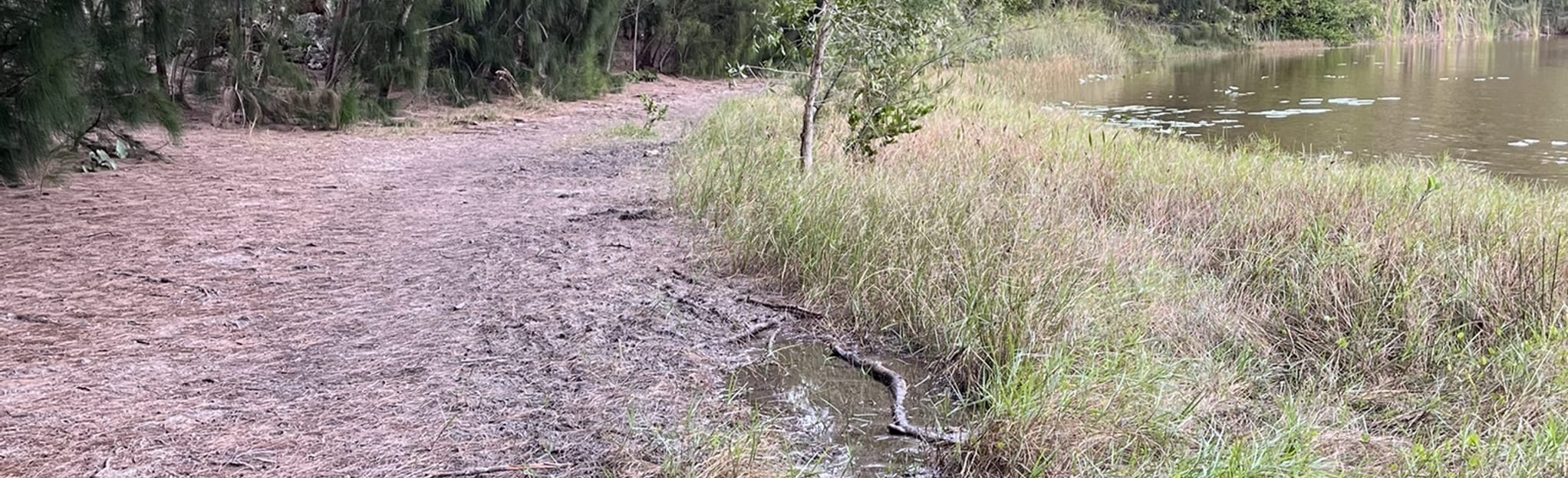 Markham Park: Nature Trail: 39 Reviews, Map - Florida | AllTrails