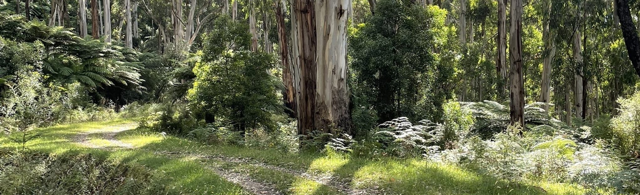 O'Shannassy Aqueduct via Don Road, Victoria, Australia - 29 Reviews ...