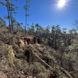 Torreya Challenge, Florida - 234 Reviews, Map | AllTrails