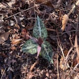 Torreya Challenge, Florida - 234 Reviews, Map | AllTrails