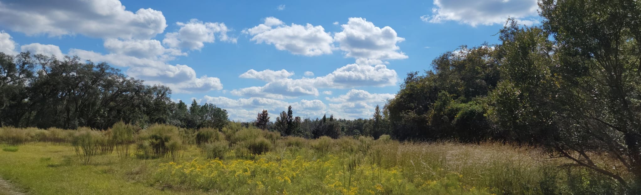 Rooks Trail West: 104 Reviews, Map - Florida | AllTrails