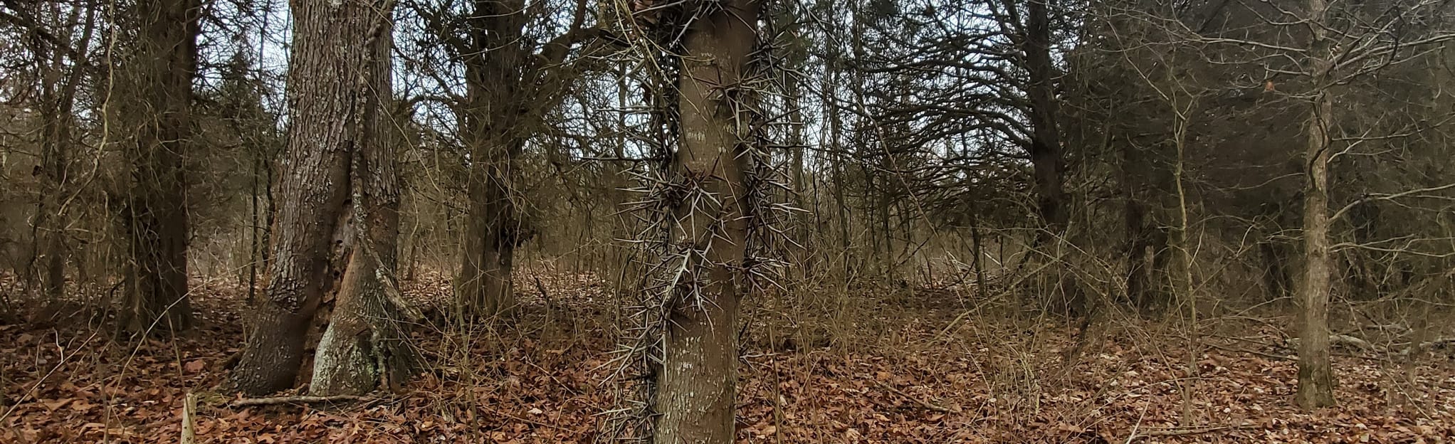 Shawnee and Lenape Trail Loop | Map, Guide - Indiana | AllTrails