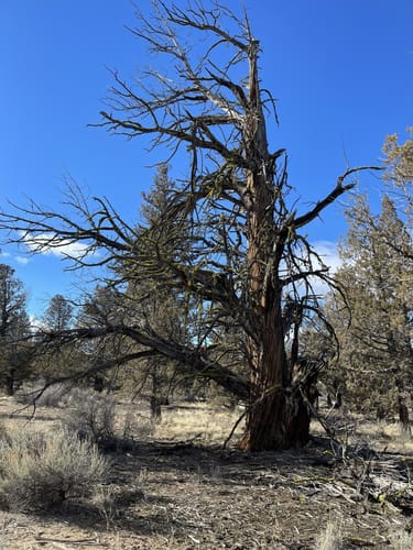 Best Hikes and Trails in Cline Buttes Recreation Area | AllTrails