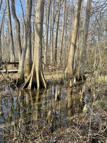 Best Hikes and Trails in Bluebonnet Swamp Nature Center | AllTrails