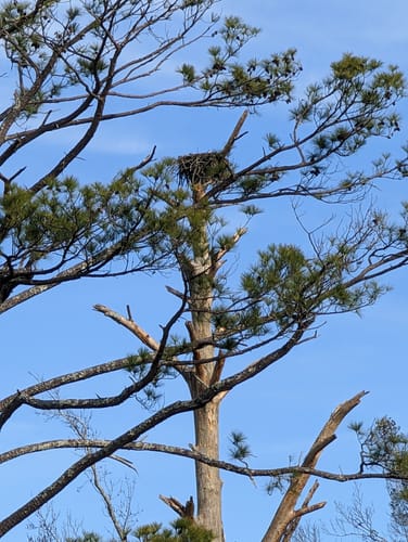 Best Hikes and Trails in Murphy Hill Wildlife Management Area | AllTrails