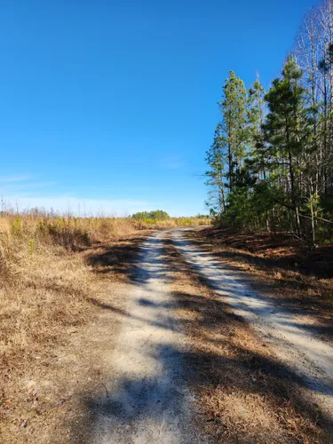 Best Hikes and Trails in Sandy Point State Forest | AllTrails