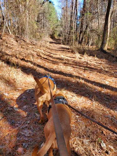 Best Hikes and Trails in Huntersville Athletic Park and Recreation ...