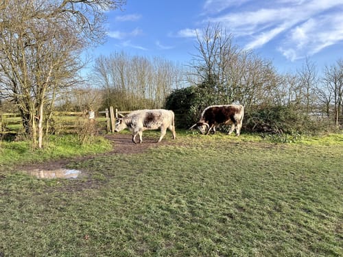 2023 Best Forest Trails in Worcester Woods Country Park | AllTrails