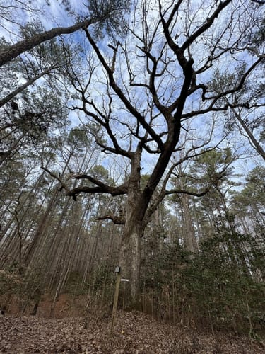 Best Hikes and Trails in Buck Spring Plantation | AllTrails