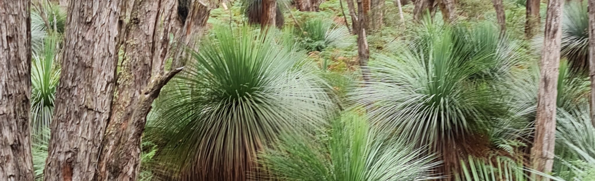Stringybark Loop Walk, South Australia, Australia - 3 Reviews, Map ...