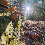 Appalachian Trail, Hosack Run, and Locust Gap Loop, Pennsylvania - 428 ...