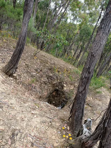 Best Hikes and Trails in Walmer Forest Reserve | AllTrails