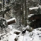 Ridge Loop Trail , Washington - 344 Reviews, Map | AllTrails