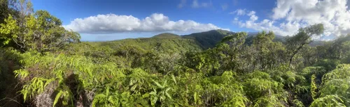 10 Best Forest Trails in Maui | AllTrails