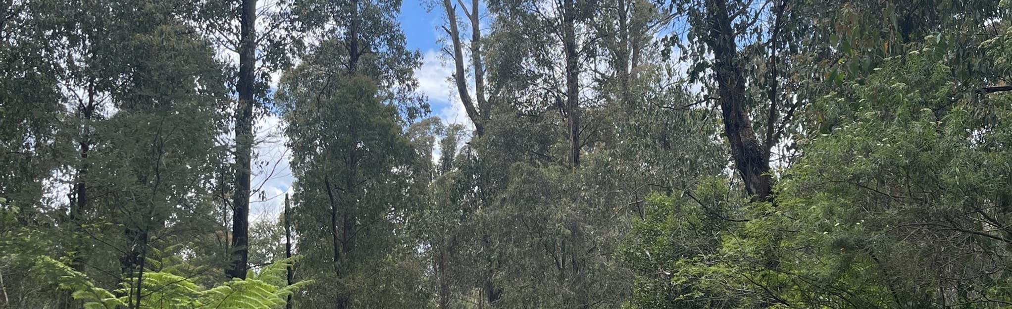 Michaeldene Trail to Taggerty River Lookout, Victoria, Australia - 73 ...