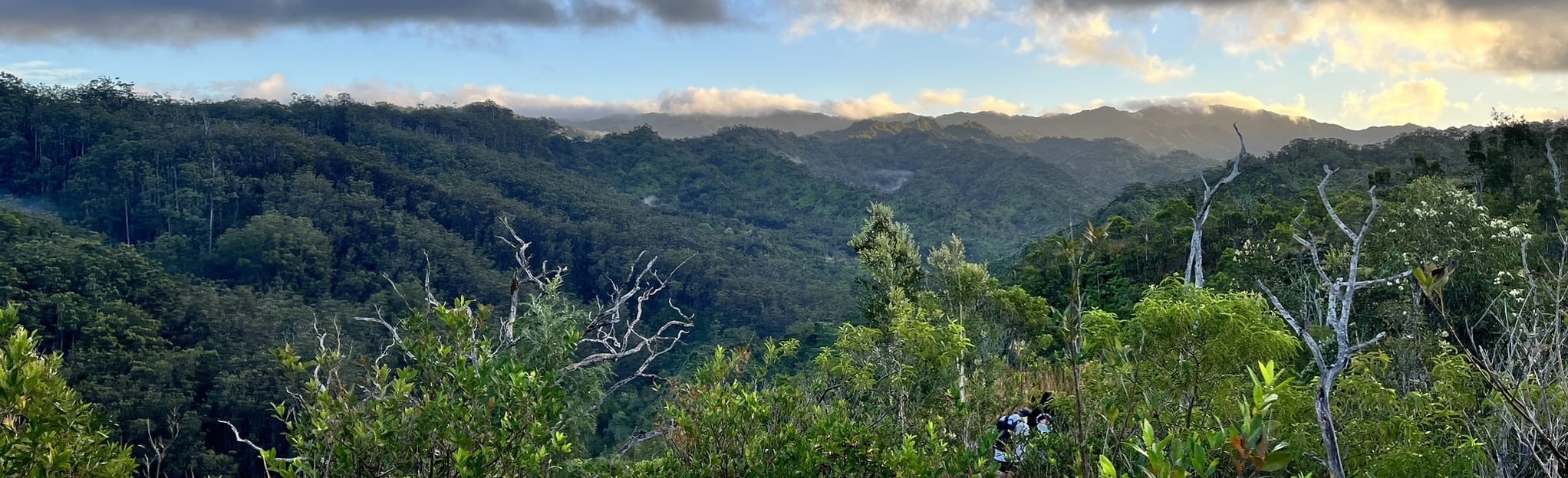 Wahiawā Hills Trail: 547 Reviews, Map - Oahu, Hawaii | AllTrails