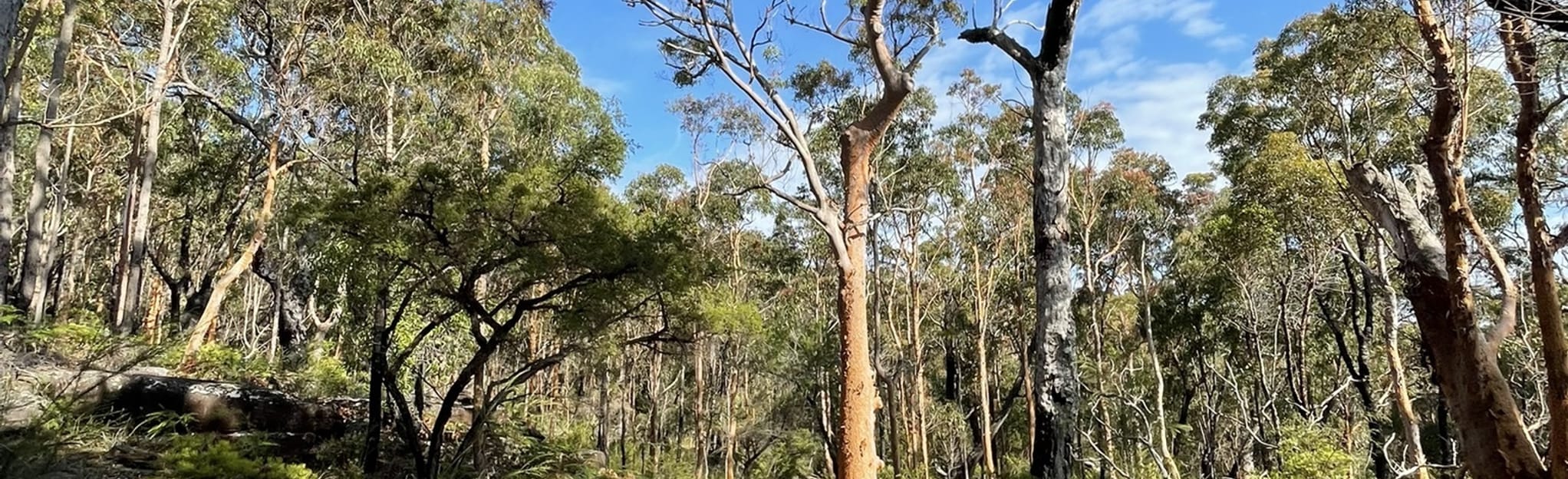 Barden Ridge Bush Track: 238 Reviews, Map - New South Wales, Australia ...