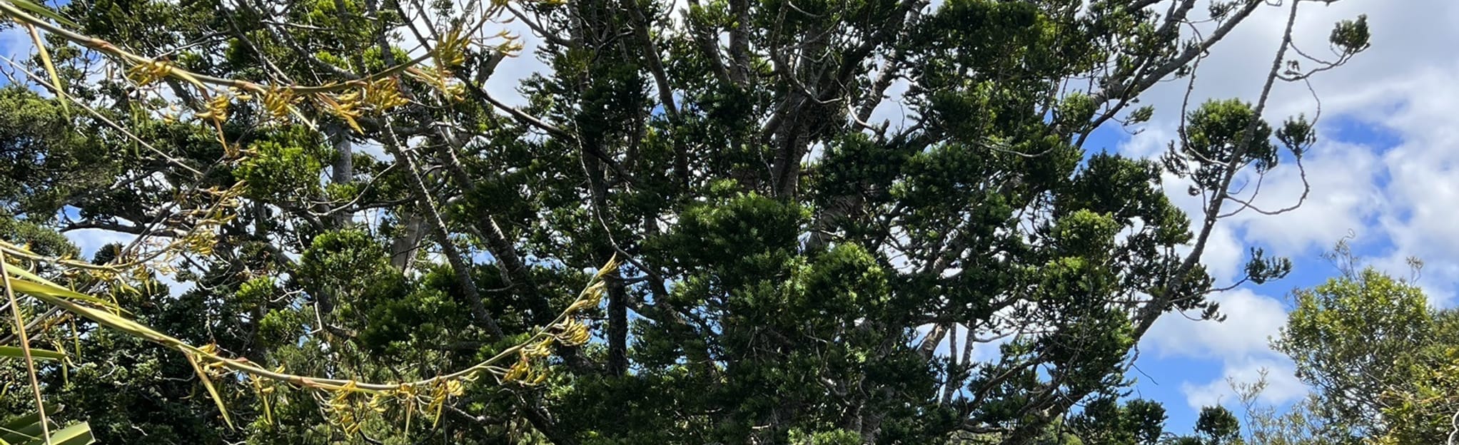 Arataki Nature Trail: 70 Reviews, Map - Auckland, New Zealand | AllTrails
