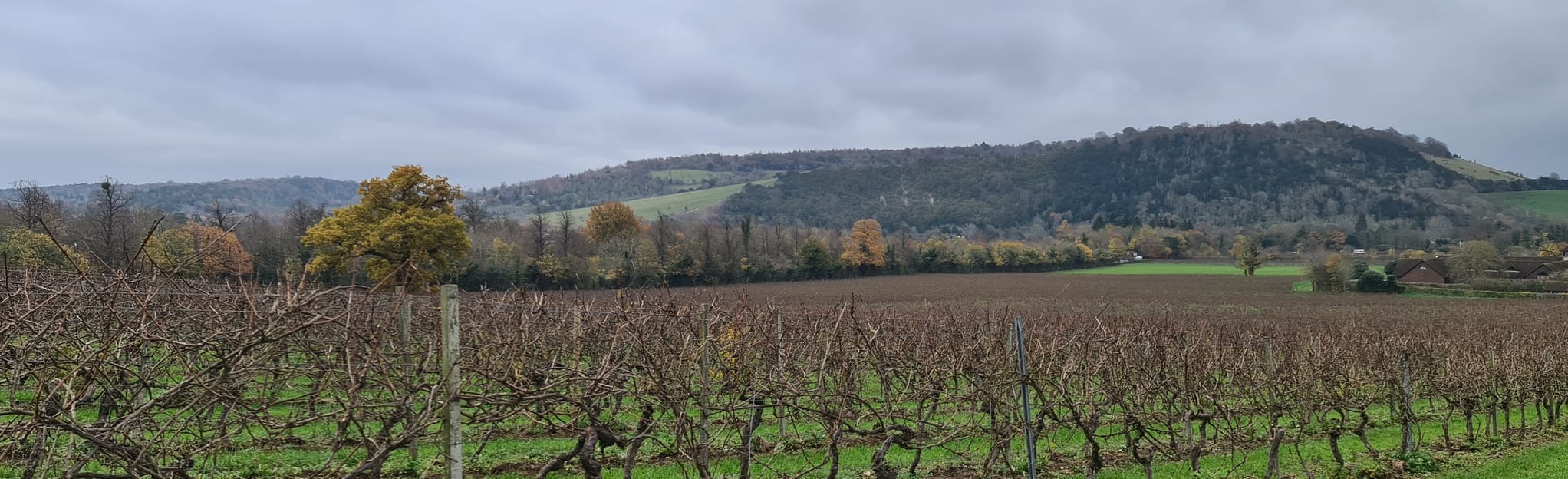 Ashcombe Wood and Ranmore Common Circular: 8 Reviews, Map - Surrey ...