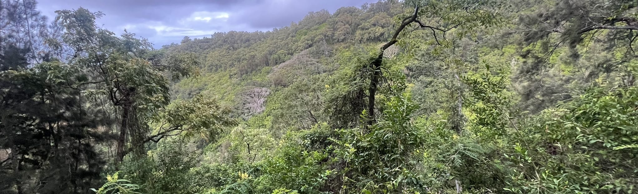 Makiki Valley Trail - Oahu, Hawaii | AllTrails