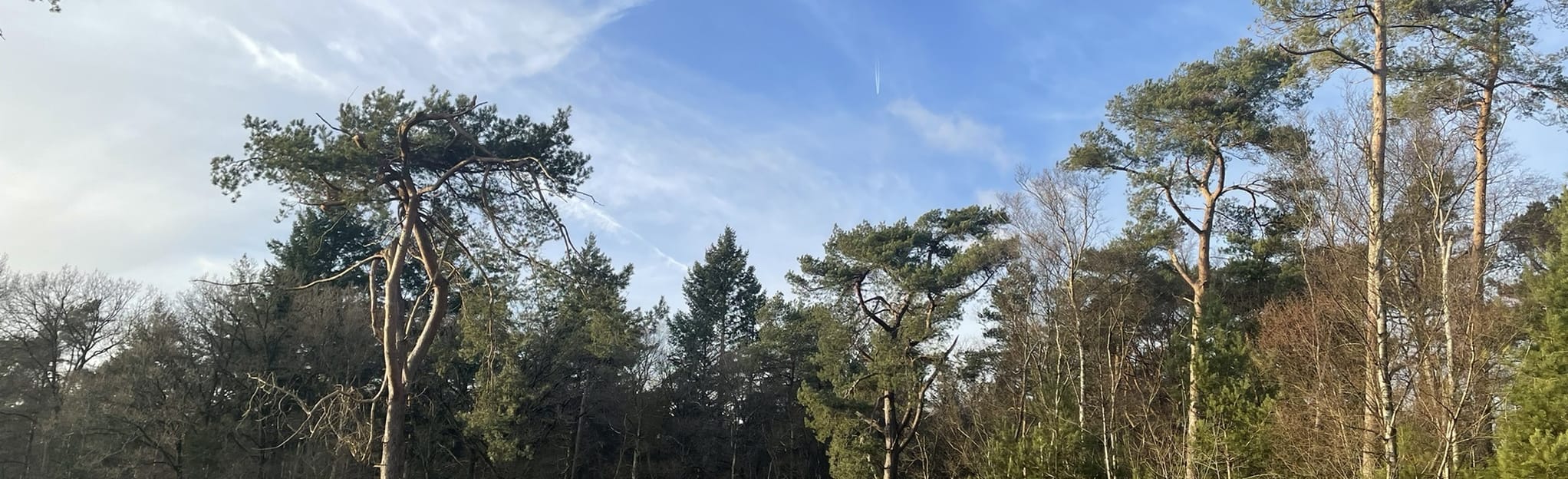 AllTrails | Trage Tocht: Lage Vuursche: 36 Reviews, Map - Utrecht ...