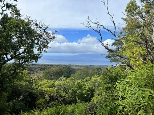 10 Best Forest Trails in Maui | AllTrails