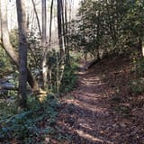 Coleman River Trail, Georgia - 138 Reviews, Map | AllTrails