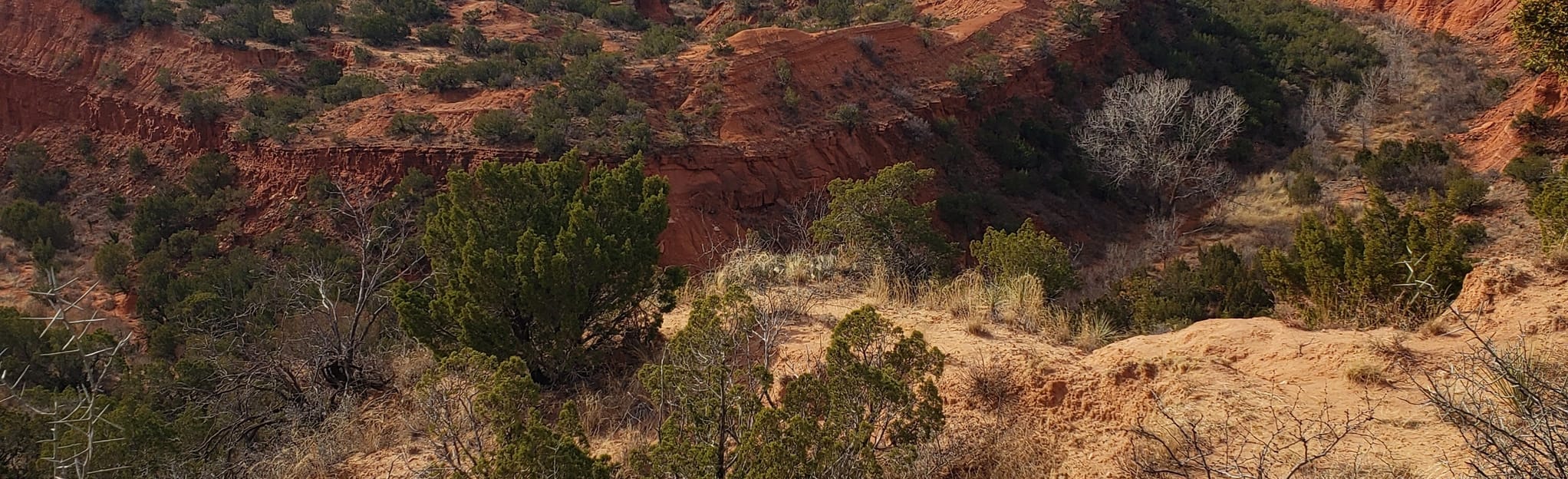 Caprock Canyon Rim Trail, Texas - 193 Reviews, Map | AllTrails