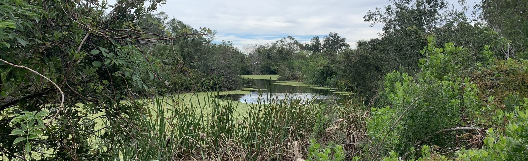 Lemon Bay Preserve Kenisco Scrub Loop: 12 Fotos - Florida | AllTrails
