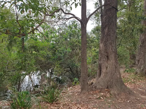 Best Hikes and Trails in Capalaba Regional Park | AllTrails