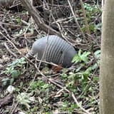 Green Ridge Trail, Texas - 1,055 Reviews, Map | AllTrails