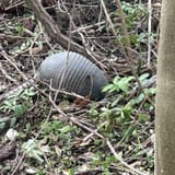 Green Ridge Trail, Texas - 1,055 Reviews, Map | AllTrails