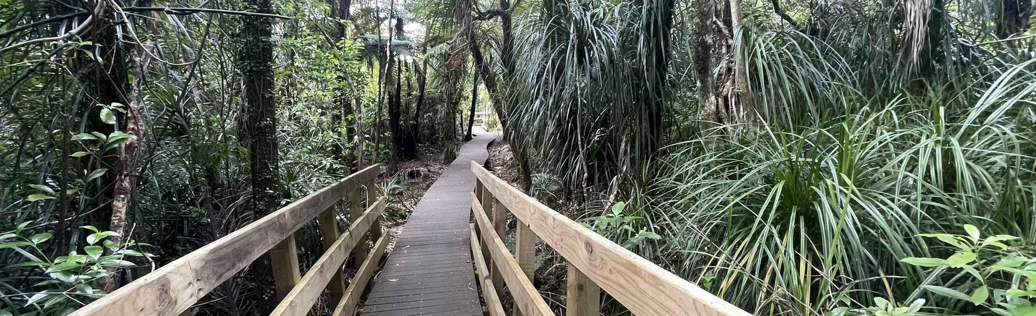Spragg Bush Walk: 34 Reviews, Map - Auckland, New Zealand | AllTrails