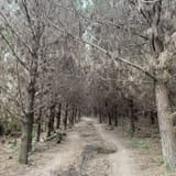 Riverhead Forest Loop Track, Auckland, New Zealand - 65 Reviews, Map ...