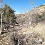 Rogers Canyon Trail via Reavis Ranch Trail, Arizona - 309 Reviews, Map ...