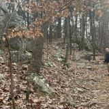 Tree Top Nature Trail, Alabama - 261 Reviews, Map | AllTrails