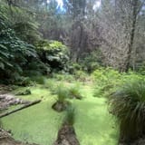 Riverhead Forest Loop Track, Auckland, New Zealand - 65 Reviews, Map ...